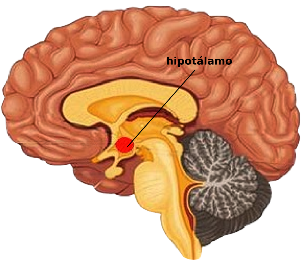 Problemas No Hipotálamo Sintomas - NAZAEDU