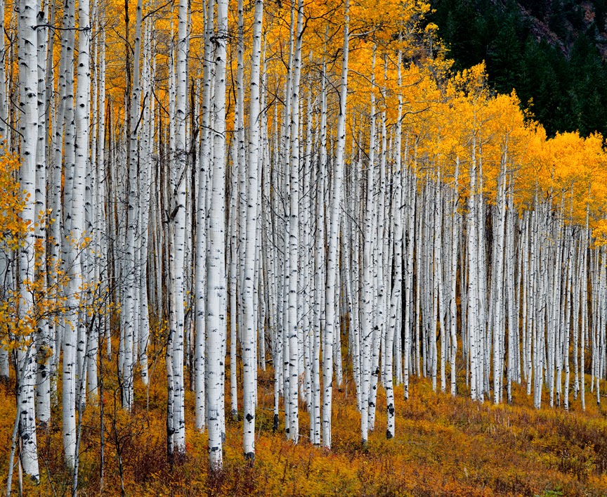 Debbie Palen Illustration: Aspen Groves