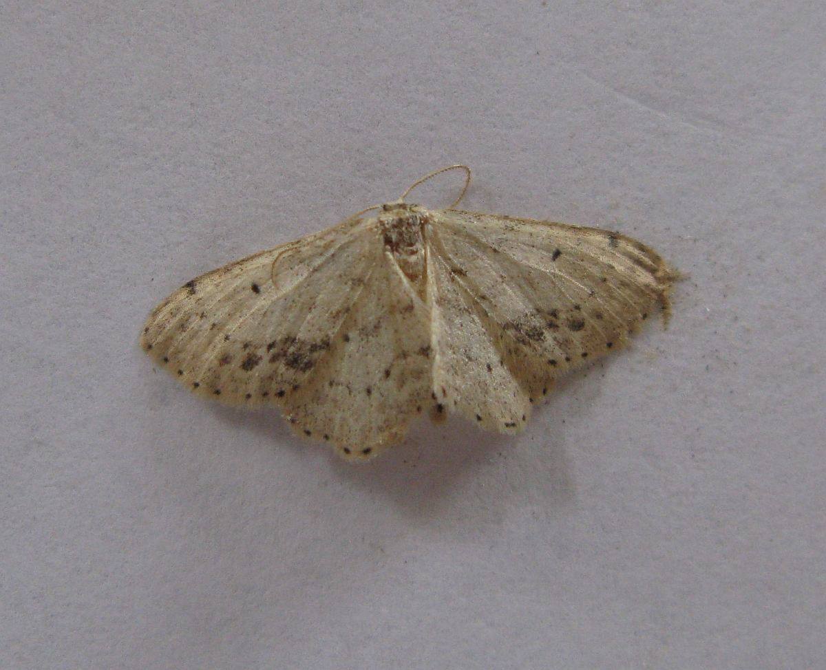 Islay Natural History Trust: Single-dotted Wave