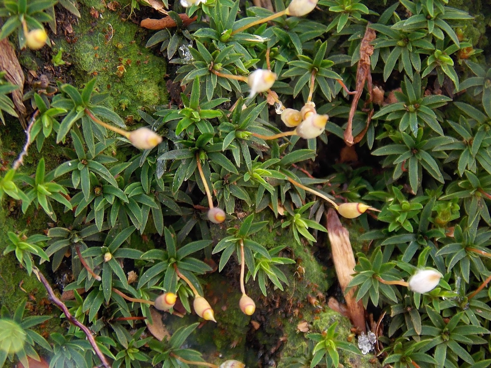 Pogonatum aloides (Hedw.) P. Beauv.