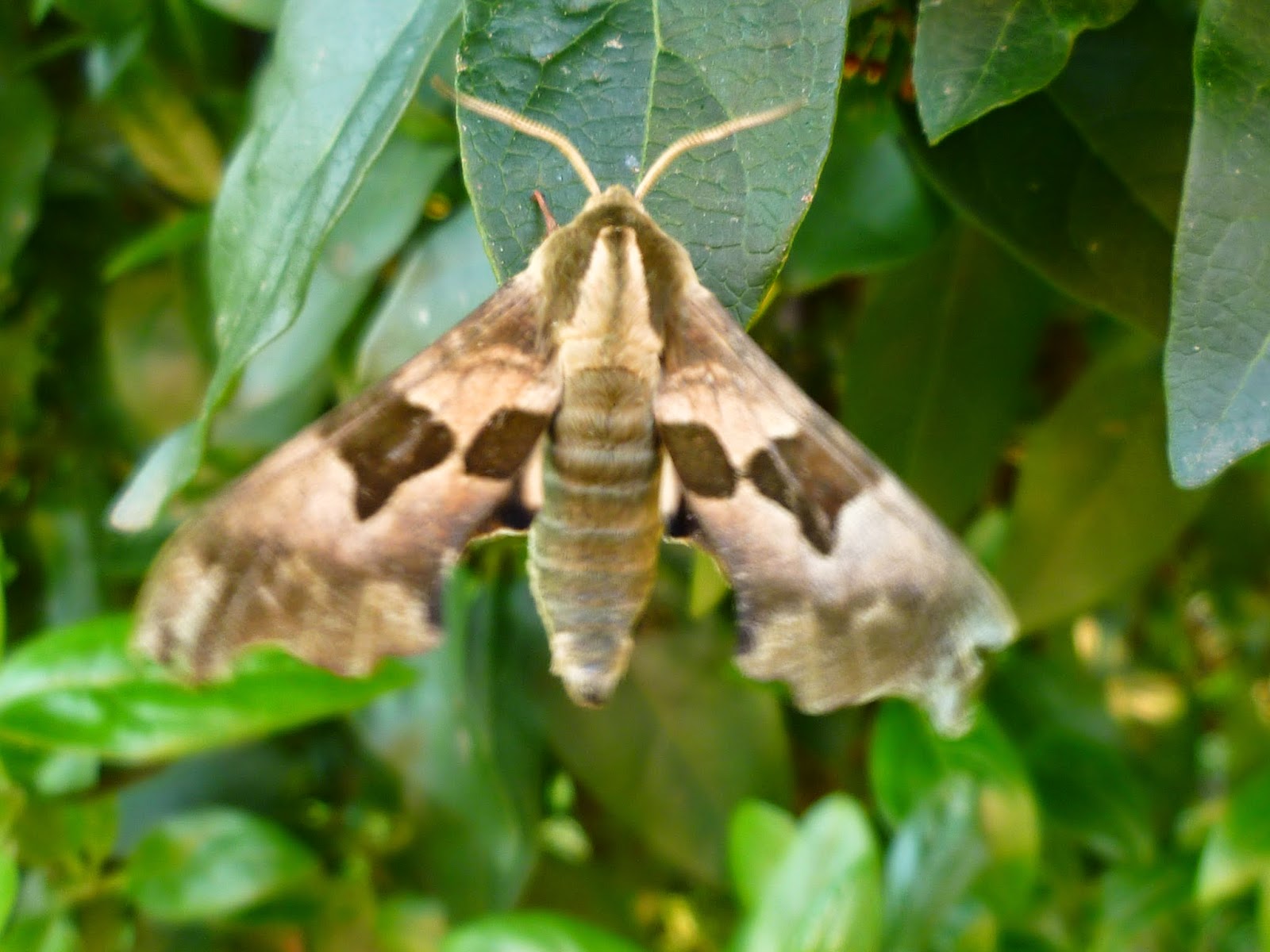 Linacre Blogger: Garden Moths- Hawk-moths are comimg!