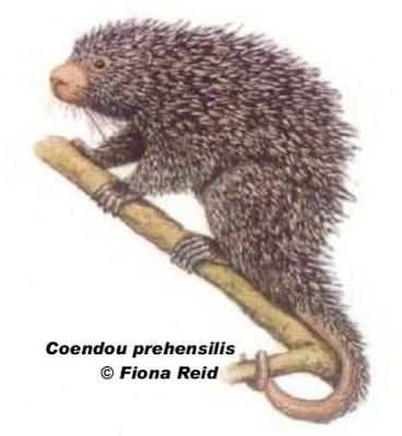 Argentina nativa: Coendú grande (Coendou prehensilis)
