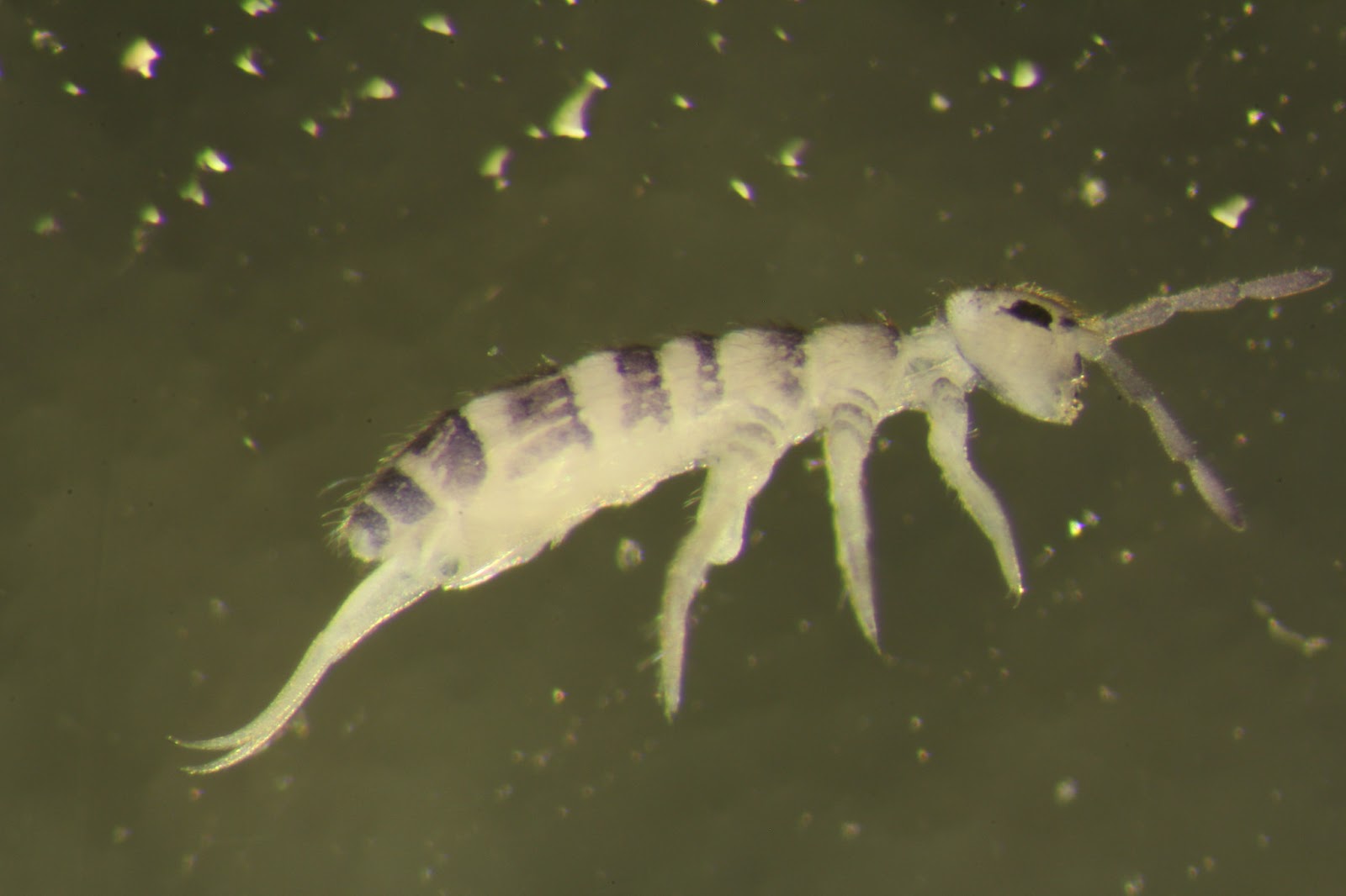 a-chave-dicotomica: Isotomurus sp. - o aspecto de uma provável nova ...