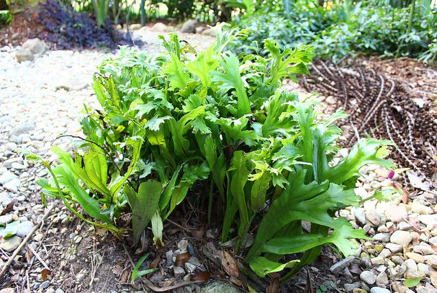 PlantWerkz: Fishtail Fern - Microsorum Punctatum Grandiceps