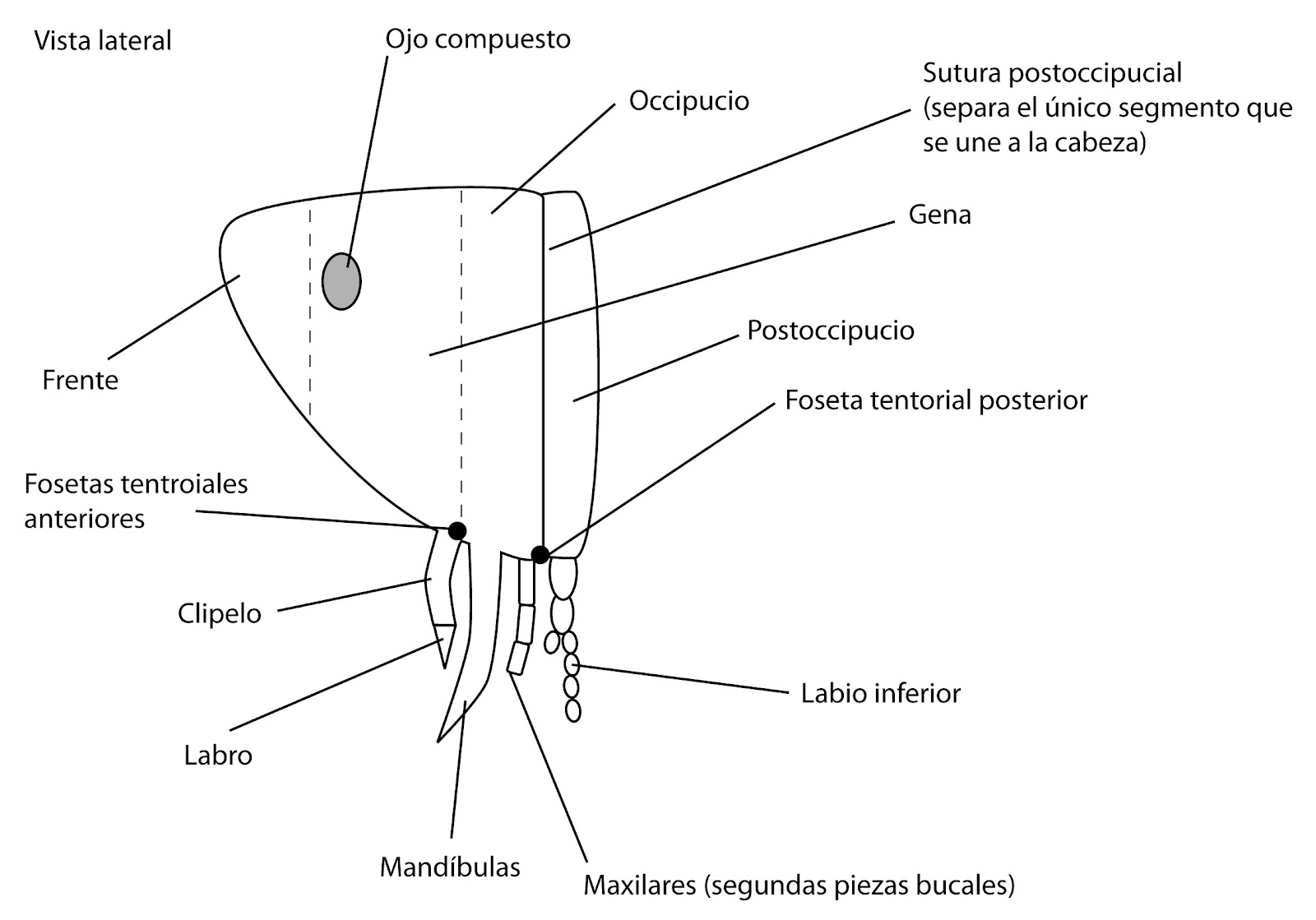 el moderno prometeo: Anatomía de Insectos: Cabeza