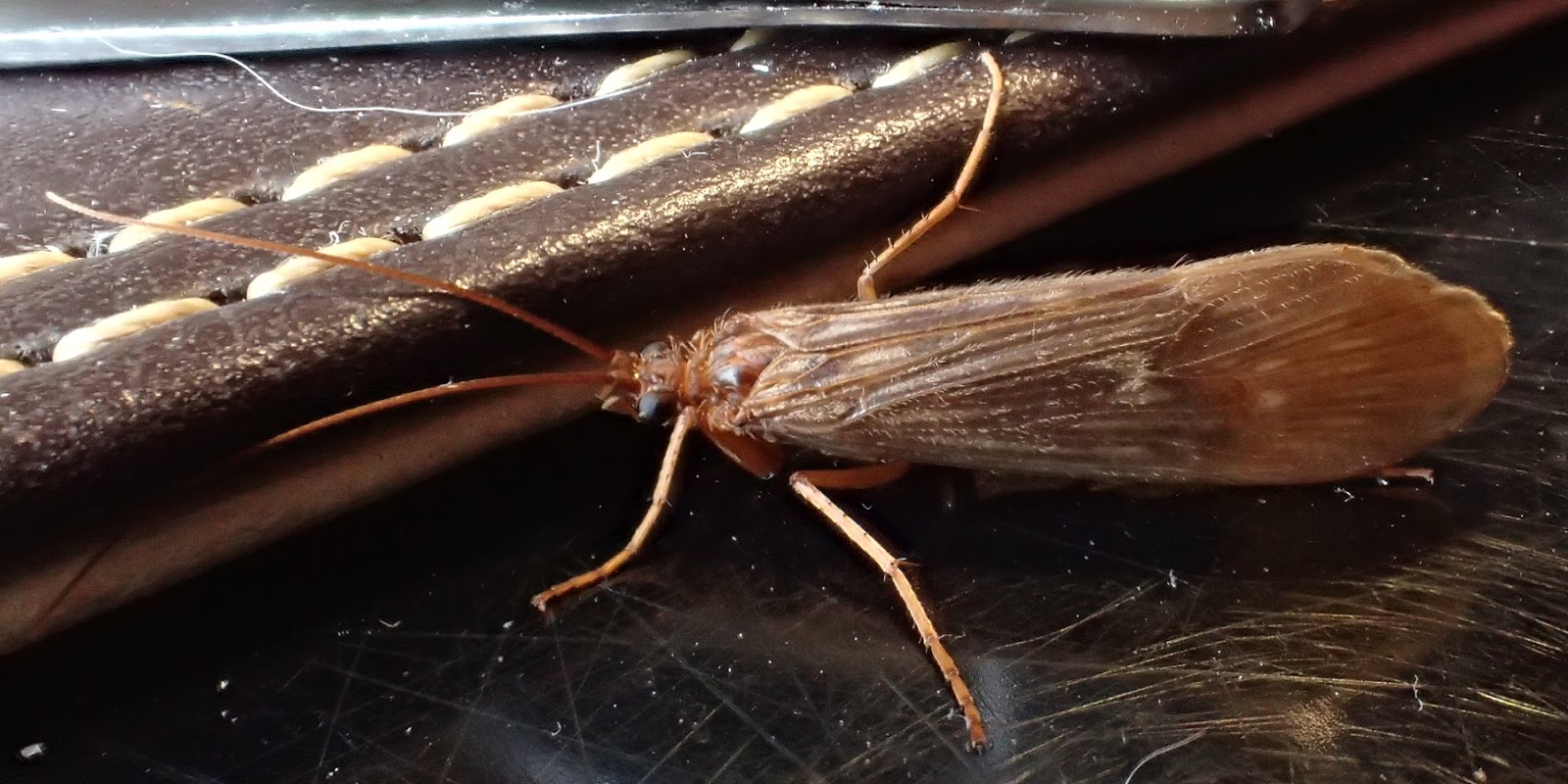 The Rainforest Fund Project: Adult Caddisflies