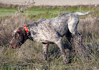Pointing Dog Blog: Breed of the Week: The Burgos Pointer