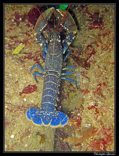 Behind the French Menu: Homard - Lobster. The Two-Clawed European ...