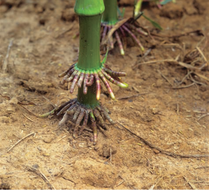 mybiologie: La racine