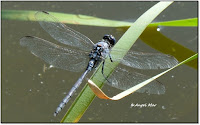 Butterflies and Dragonflies: Orthetrum trinacria (Una elegante libélula ...