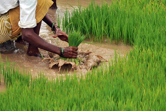 New rice seed varieties to boost yields - African Dynamo