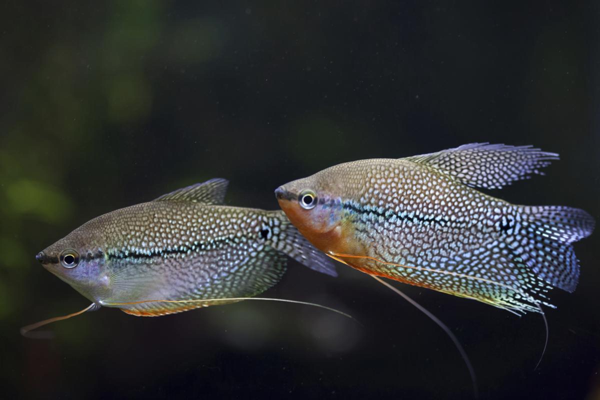 Freshwater Aquarium Fish - Gourami |MyRokan