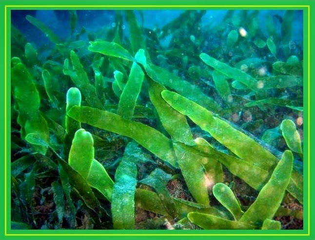 Pulido Sánchez BioTech: Las Algas Eucariotas