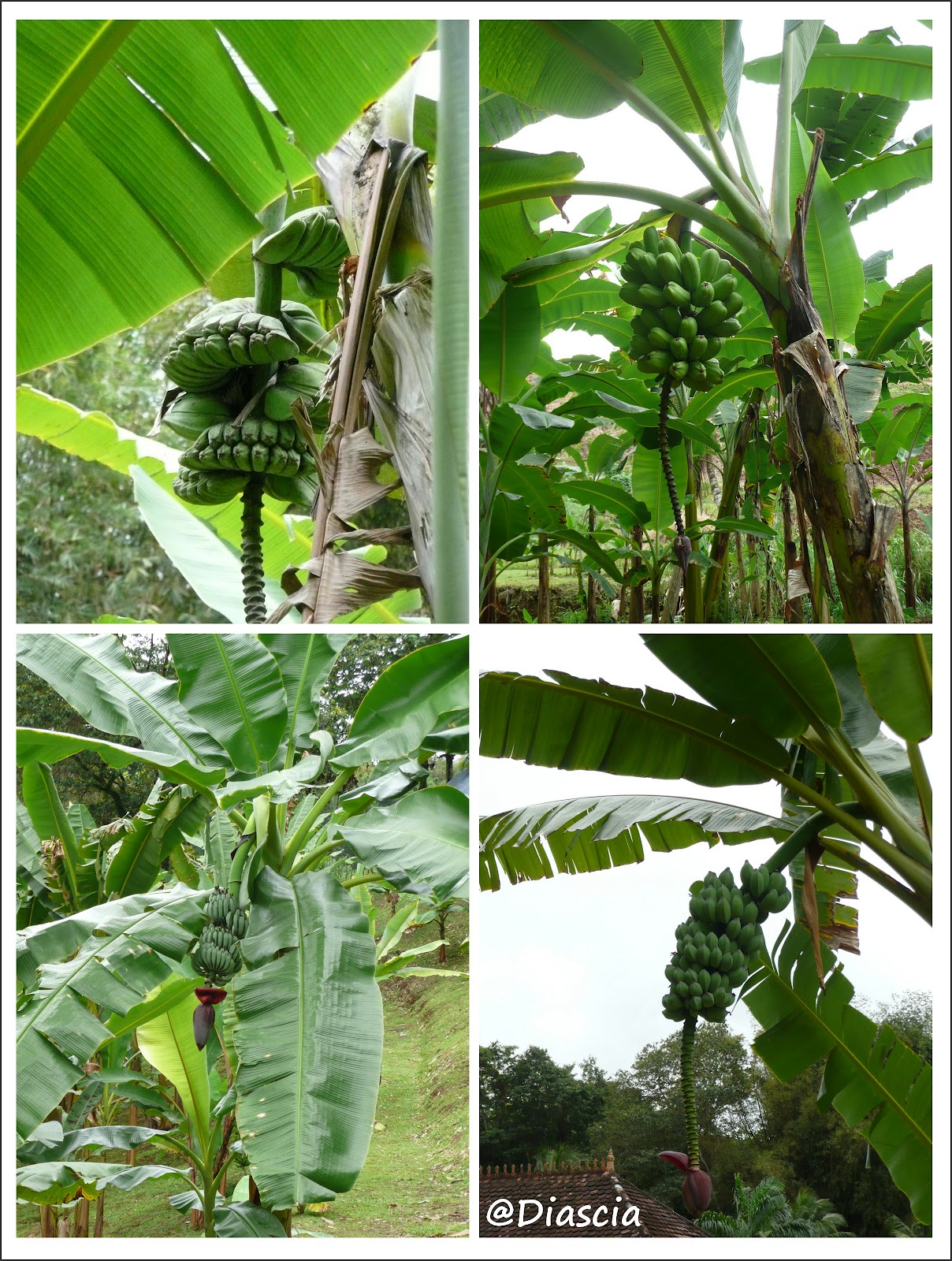 Le jardin de Diascia: LA MARTINIQUE - VEGETATION LUXURIANTE