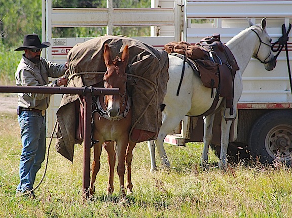 Now or Never: Loading up the Pack Mule
