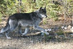 Predator Friendly Ranching : Introducing the new LGD into your flock