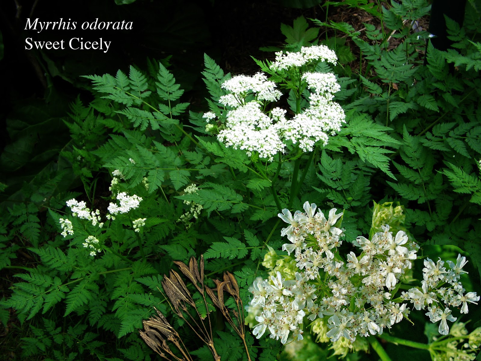 Intelliblog: ALL ABOUT SWEET CICELY