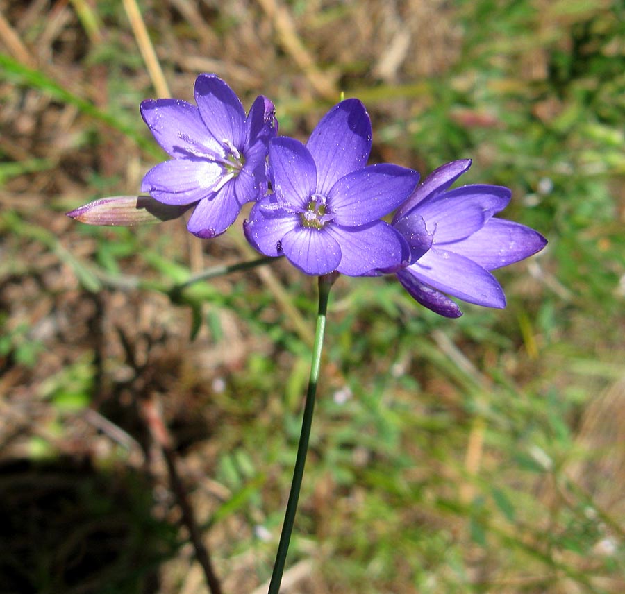 Meadowridge Common: Wildflowers you will see during September on the Common