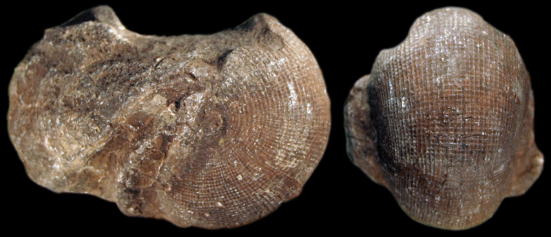 Variety of Life: Adrianitidae