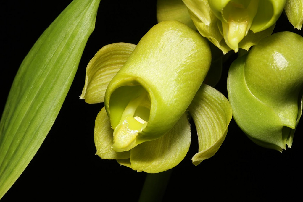 Catasetum planiceps care and culture | Travaldo's blog