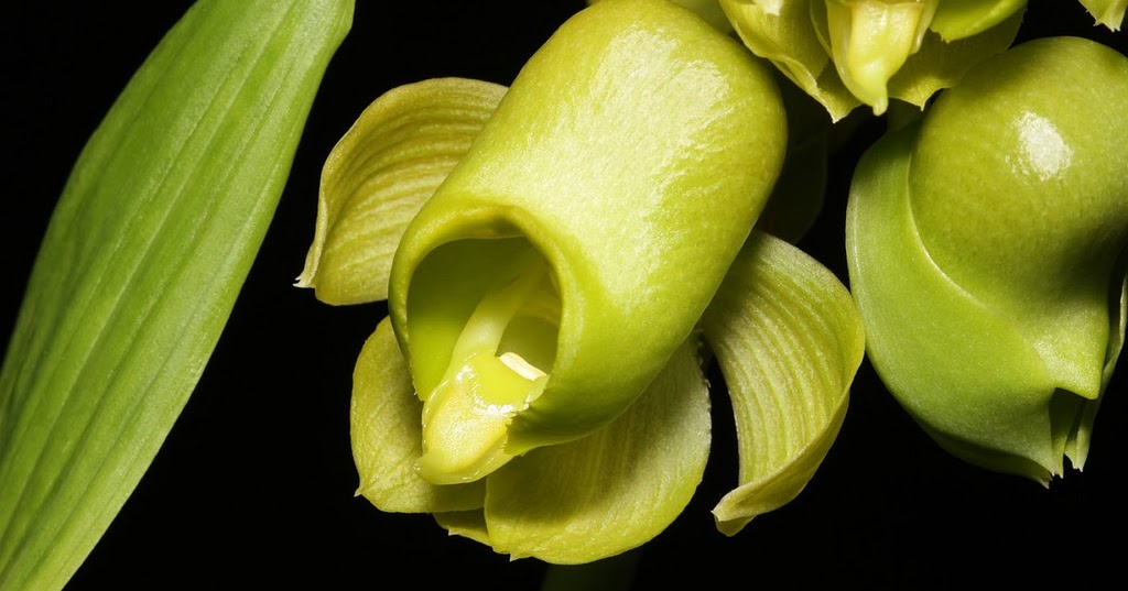 Catasetum planiceps care and culture | Travaldo's blog