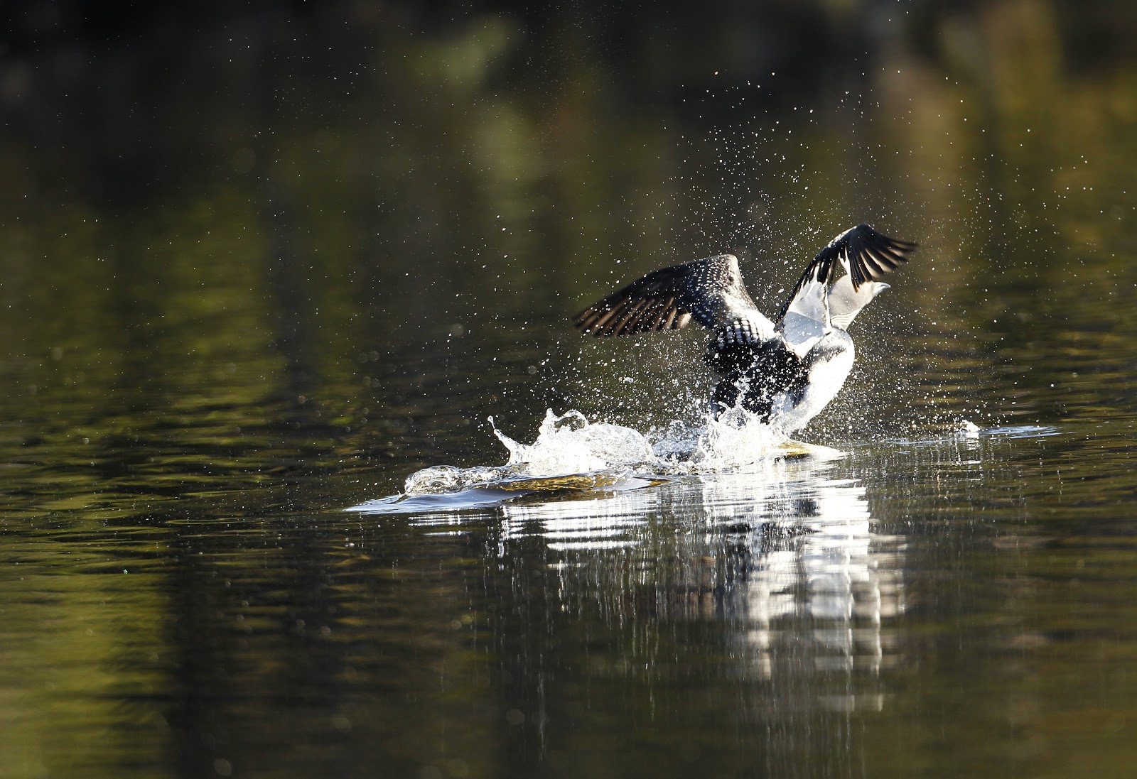 Swimming to Flying duck Motion | Duck Trying to Fly in The River ...