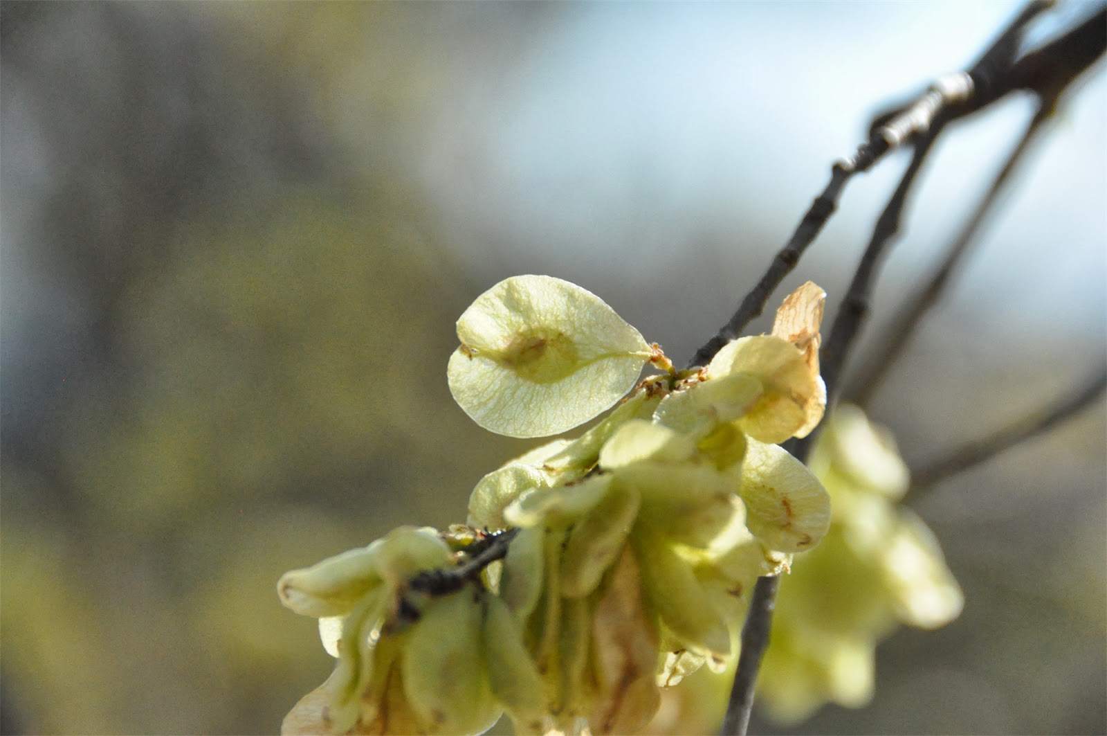 Imagery from Life: Elm in the sunshine