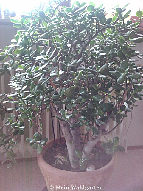 © Mein Waldgarten: Affenbrotbaum, Crassula, Talerbaum, Pfennigbaum ...