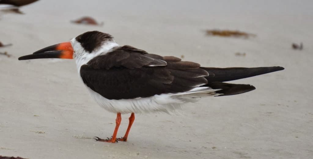 Picotijera americano o rayador (Rynchops niger)