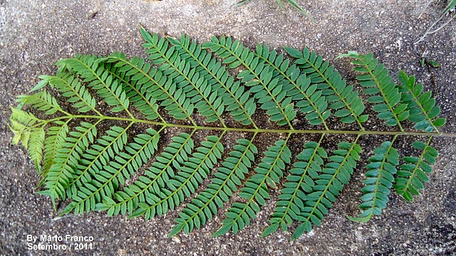 Meu Cantinho Verde: JACARANDÁ-MIMOSO - ( Jacaranda mimosaefolia )