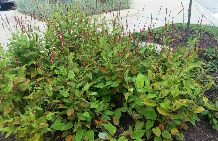 Future Plants by Randy Stewart: Fleece Flower & Knotweed