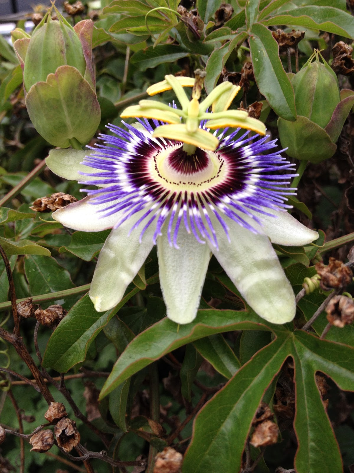 PHILLY TREES: MAYPOP