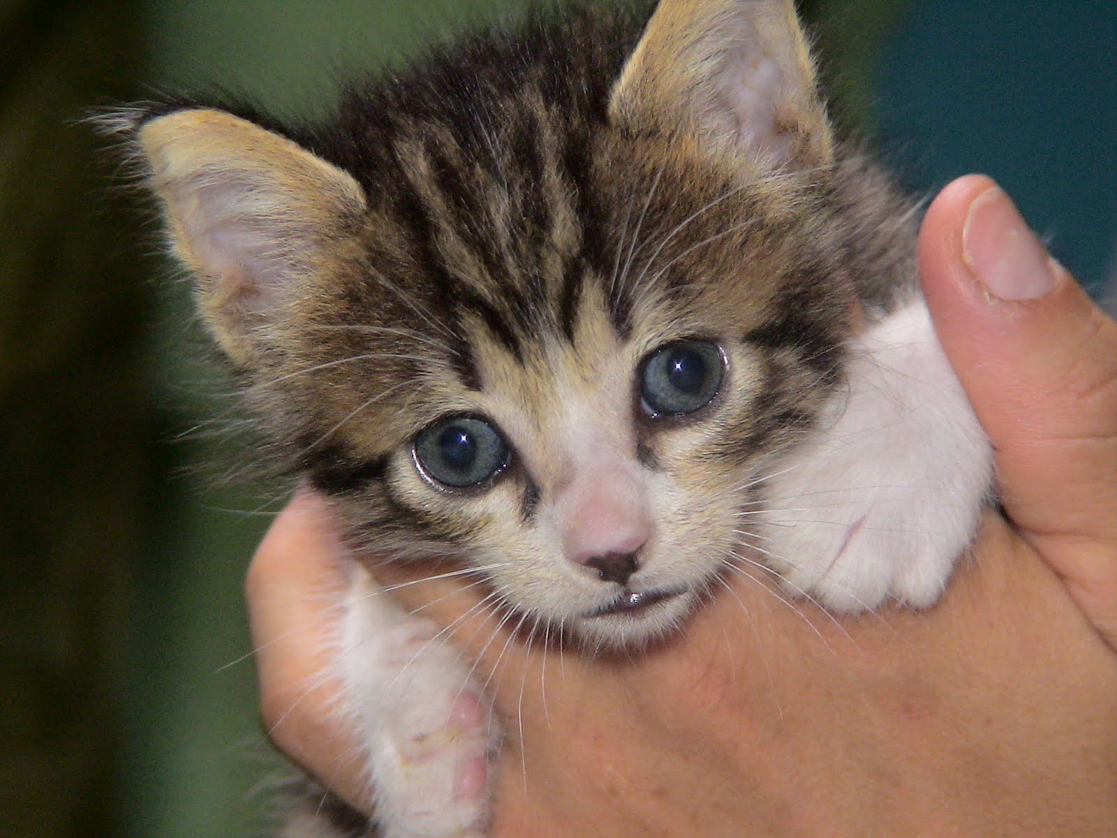 “El gato Malva”, el blog de los gatitos de la calle: GATITOS DE 1 MES ...