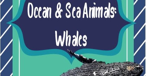 God Makes the Ocean & Sea Animals: Whales | Bible Fun For Kids