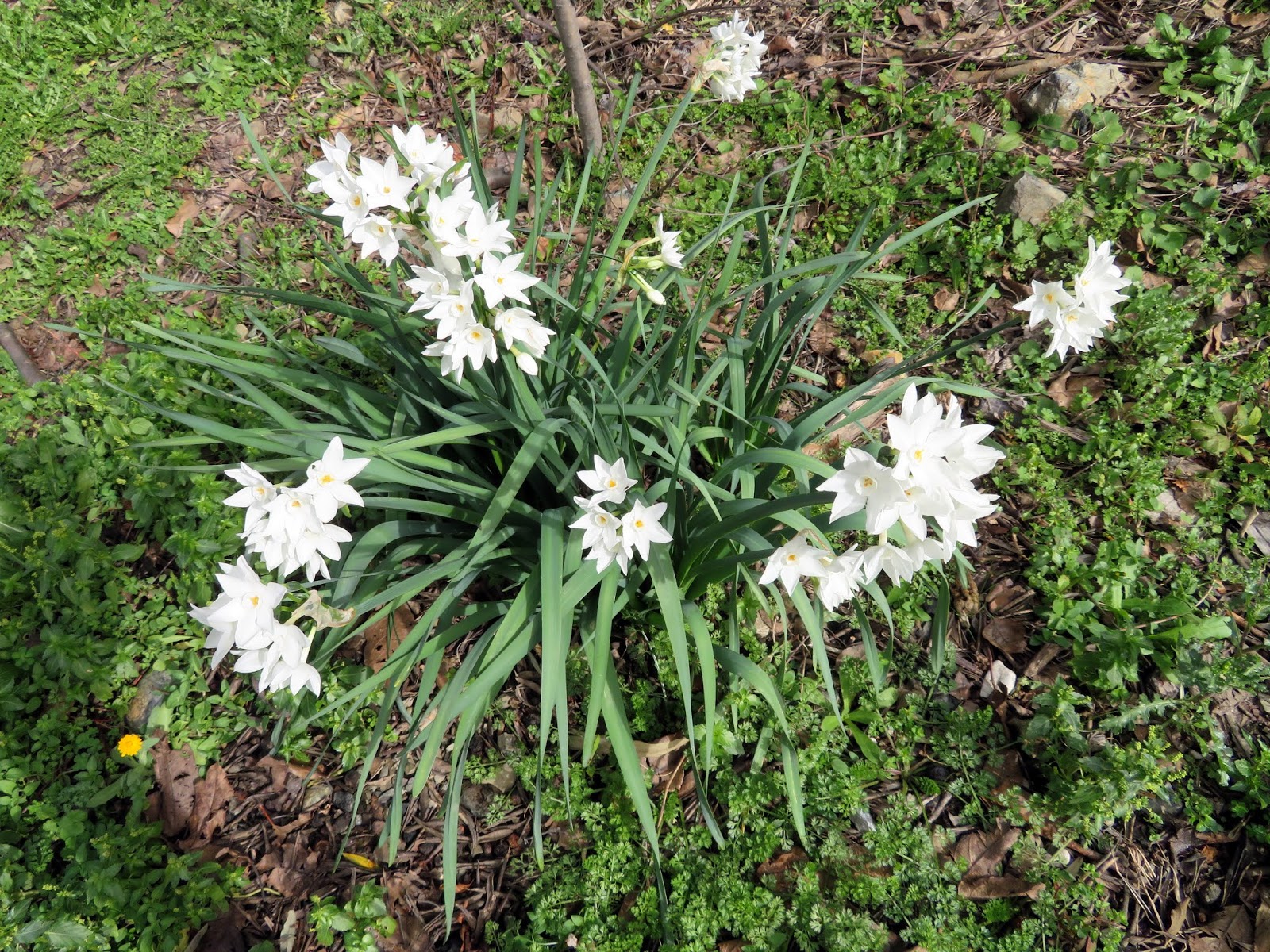 Cittaslow Botanik Park: NERGİS ÇİÇEĞİ VE HİKAYESİ