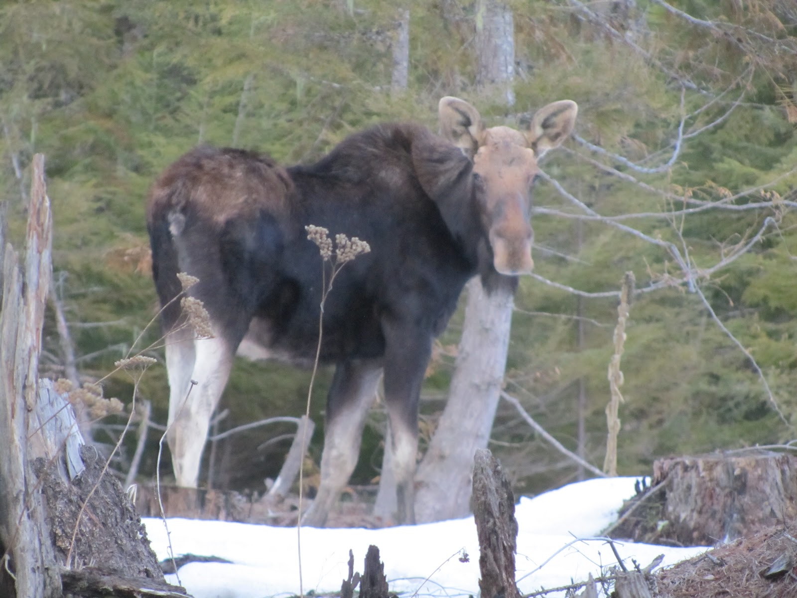 Cedar House Soaps: April 2012