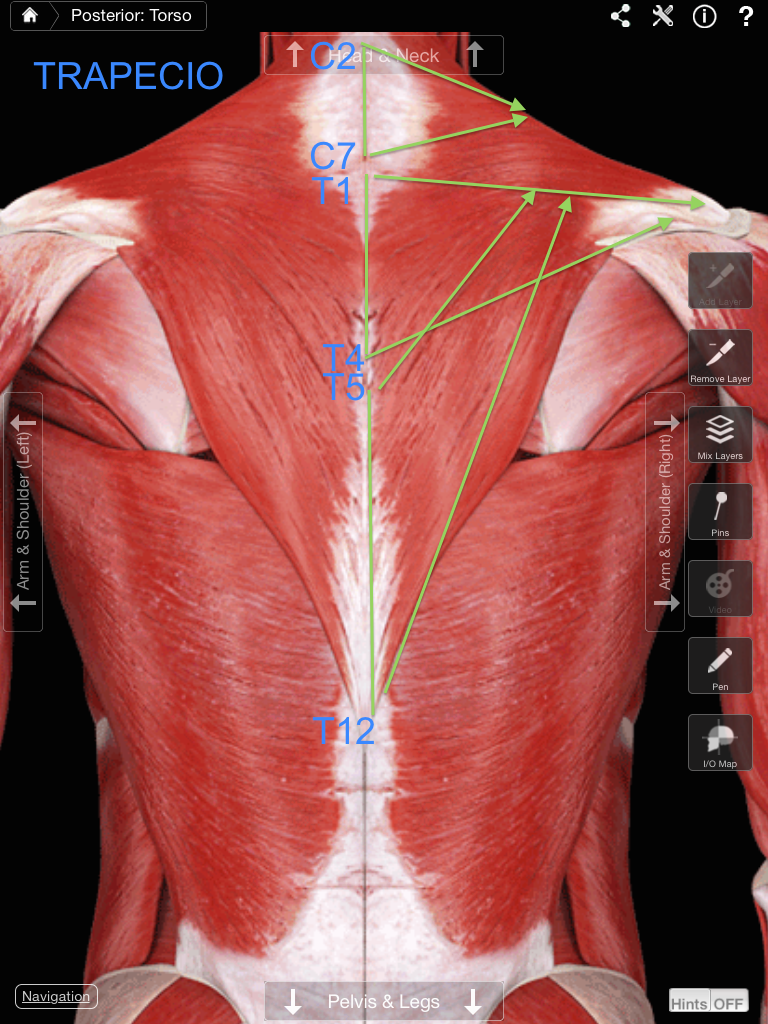 Medicina Física y Rehabilitación en el Adulto y el niño: Manipulación ...