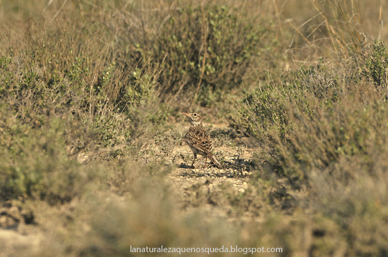 La Naturaleza que nos queda: ROCÍN O ALONDRA DE DUPONT (Chersophilus ...