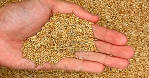 SALUD MILENARIA: EL ALPISTE