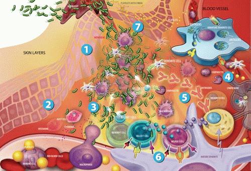 La Salud, enfermedades, tratamientos y consejos de salud: Sistema ...