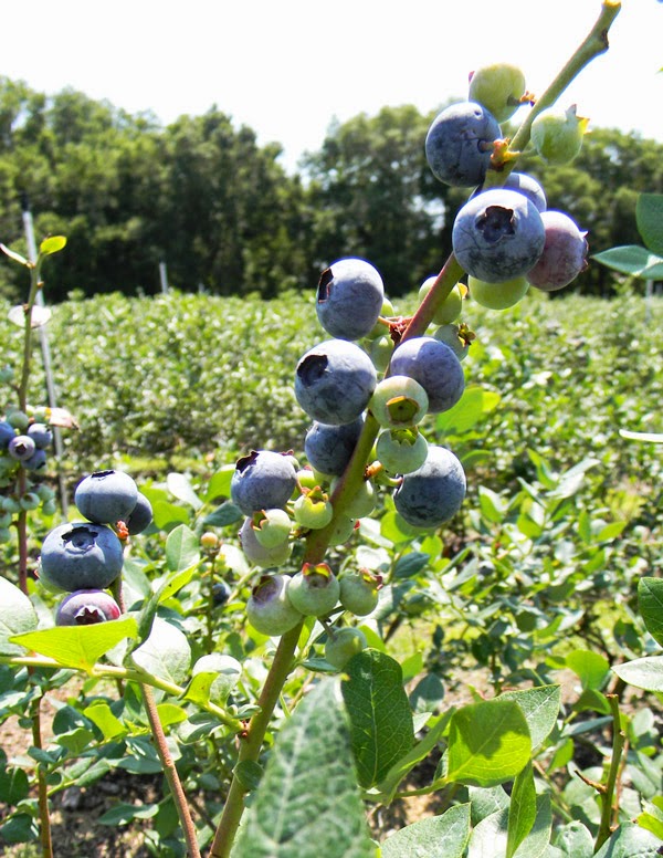 Types Of Blueberries In Florida at Robbin Wood blog