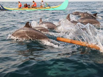 Gulf Kiluan: Parade Watching Dolphins in the Bay Beautiful Tropical ...