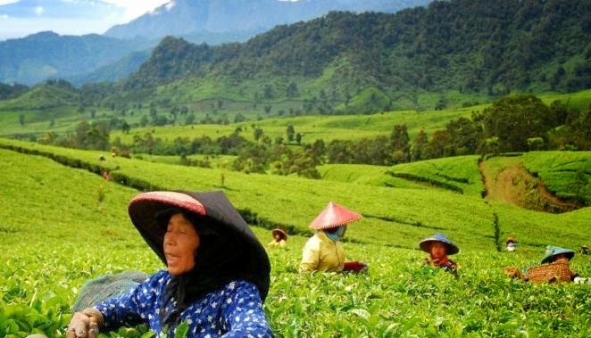 Pengertian Perkebunan ~ PETANI INDONESIA