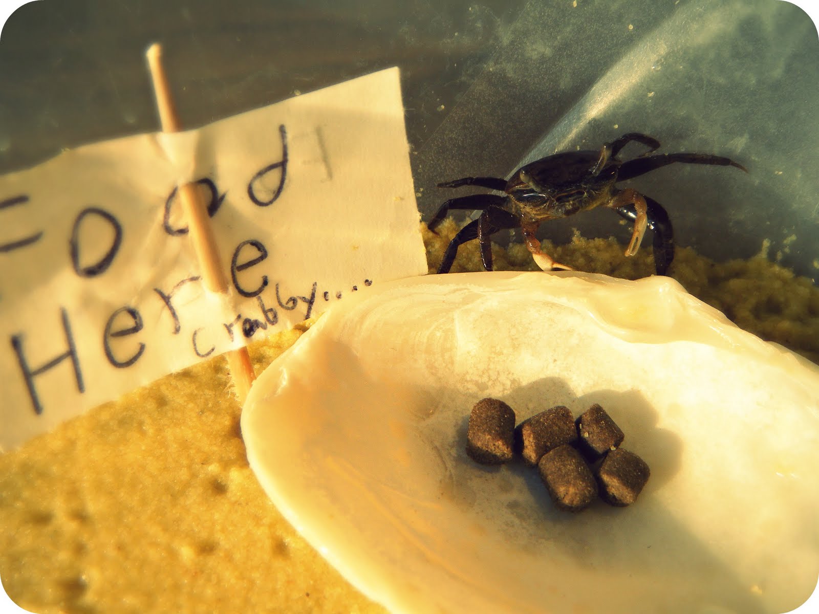 What About Pie: Mr. and Mrs. Fiddler Crab come to stay
