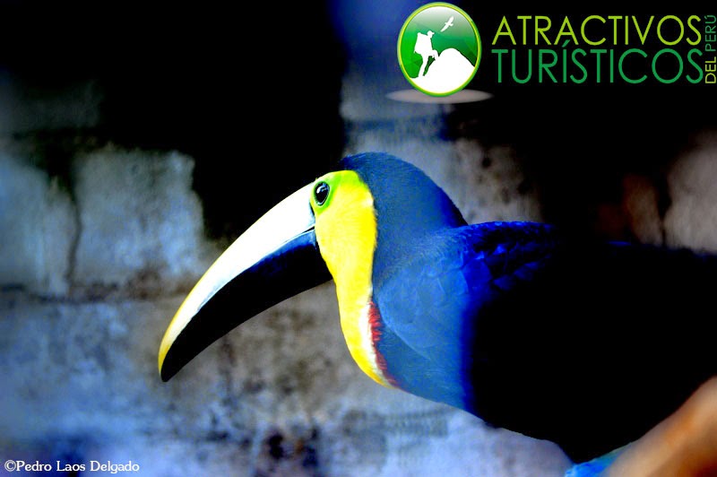 Tucan diostide pecho amarillo | Atractivos Turísticos del Perú