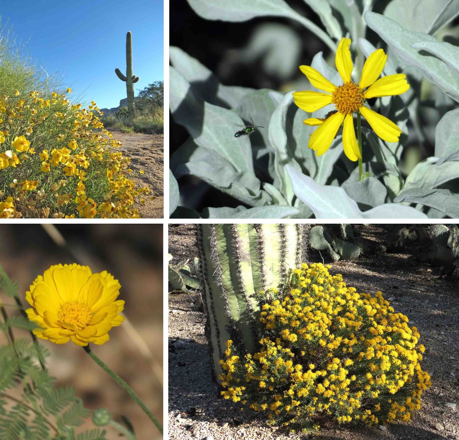 Desert Colors: November 2014