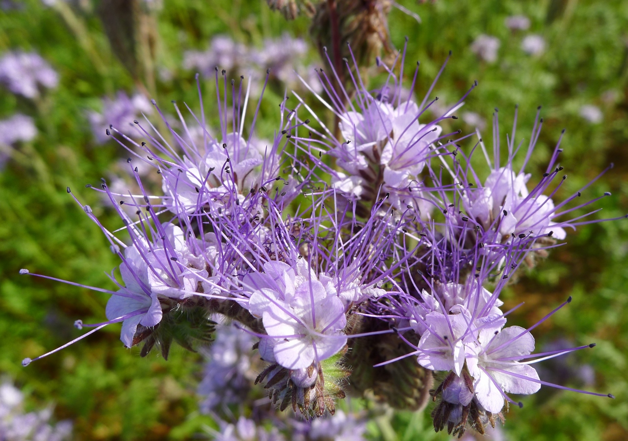 Z Przyrodą za Pan Brat: Facelia błękitna (Phacelia tanacetifolia)