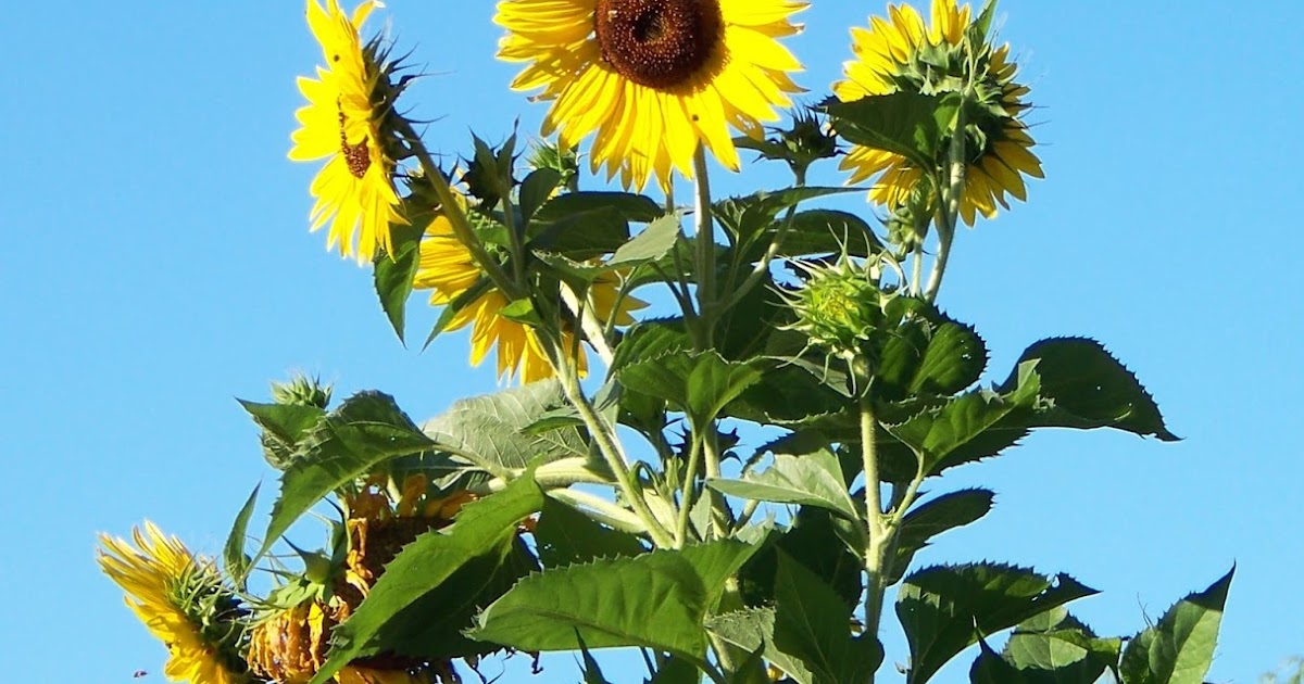 East Coast/West Coast/North Coast: Sunflowers