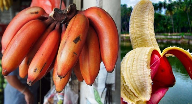 Tampak Bėrbėda, Tėrnyata Jėnis Pisang Ini Bisa Mėnyėmbuhkan 3 Pėnyakit ...