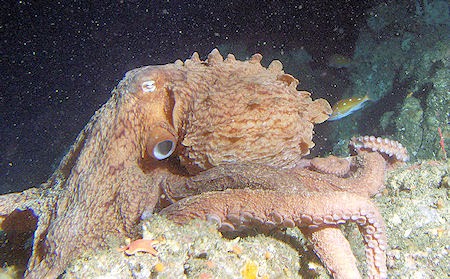 The Presurfer: 18 Of The Biggest Creatures That Lurk Beneath The Ocean ...